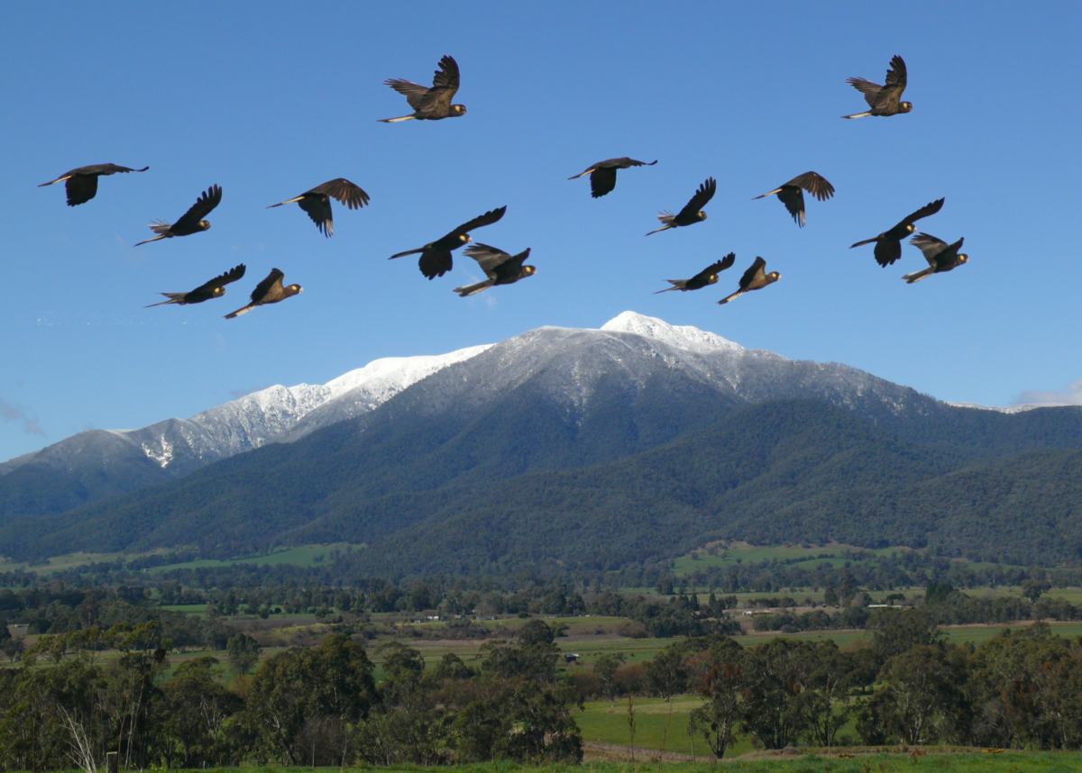 The rural township of Tawonga is situated in the Kiewa Valley, North ...
